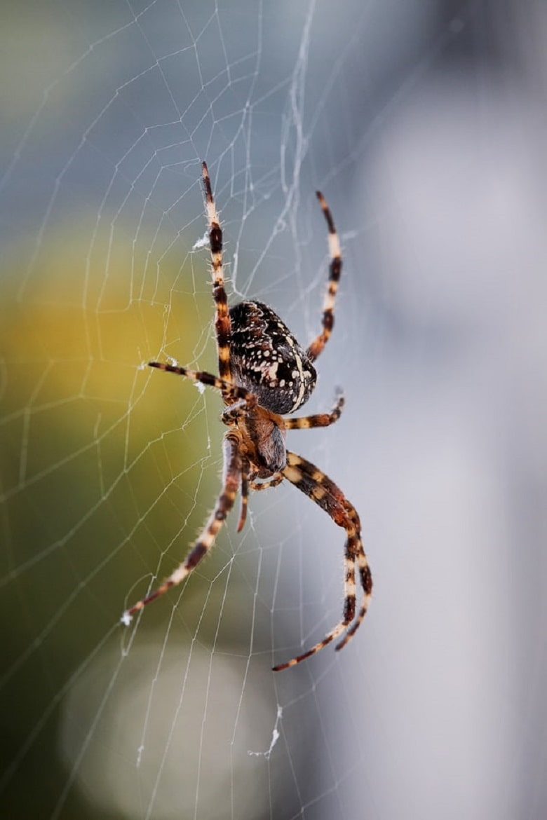 Spider & Insects May Share Your Room